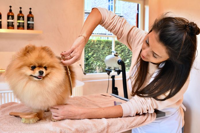 Bubbelbadje of trimbeurt voor je ‘pommetje’? Het kan bij Pomani: “Hier ...