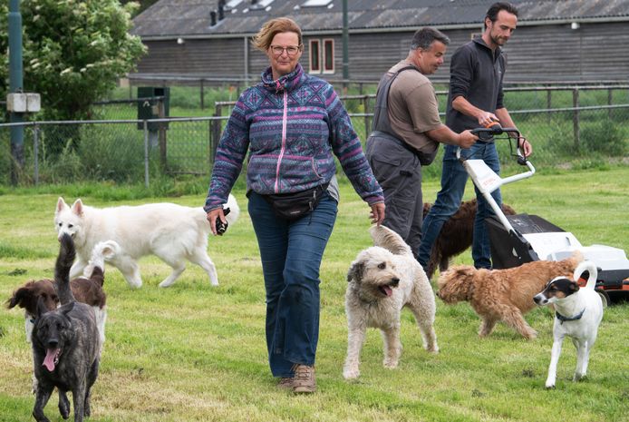 Ingrid vindt dé oplossing voor haar uitlaatservice voor honden na ...
