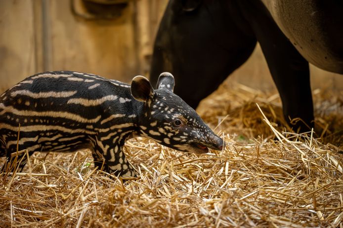 Tapir geboren in ZOO Antwerpen: “Moeder en zoon stellen het goed” | Antwerpen | hln.be