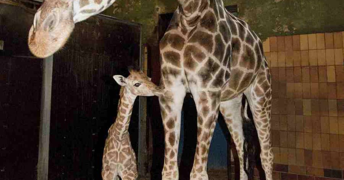 Dierentuin belooft: giraf Marius-2 blijft leven | Bizar | AD.nl