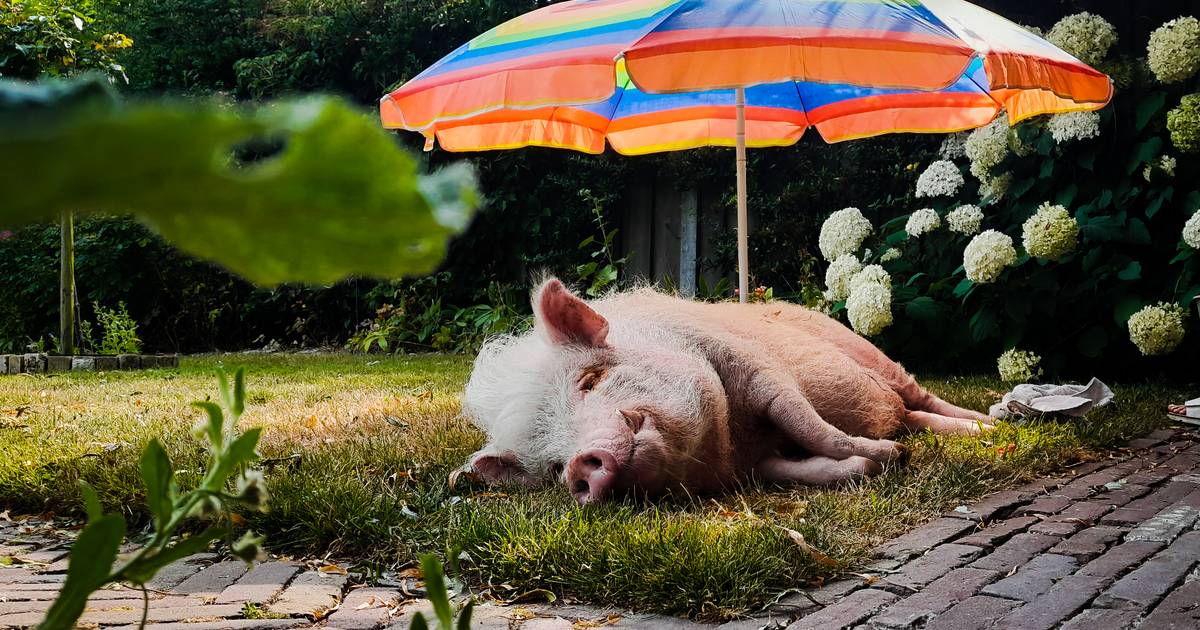In vijftig bioscopen te zien en op nationale tv: toch is het bekendste ...