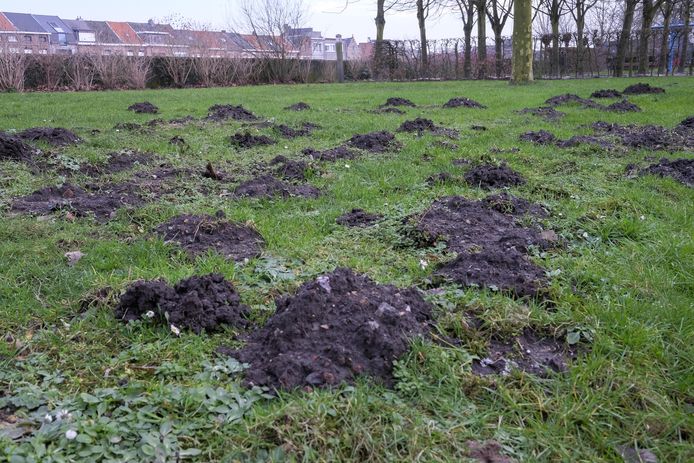 Waar zijn mollen goed voor? En waarom roept Natuurpunt op om ze dit ...