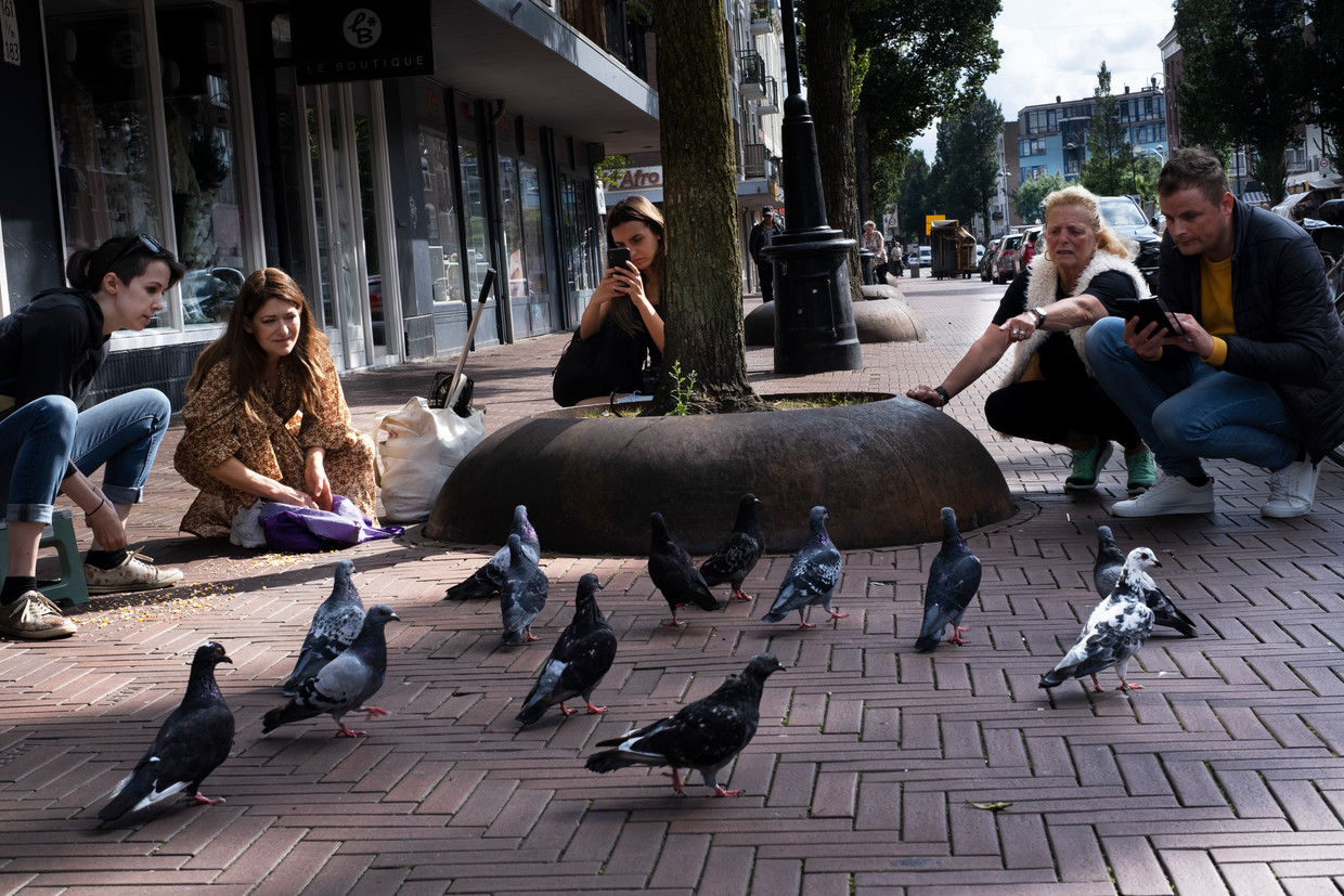 De duivenredder van Amsterdam: ‘Het zijn geen vliegende ratten, maar ...