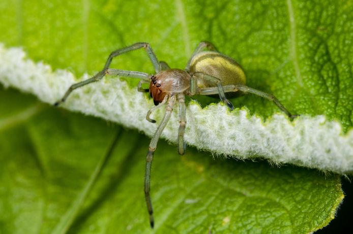 Eén van zeldzaamste Belgische spinnensoorten met beet die voelt als ...