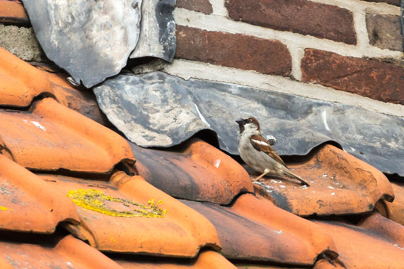 Zo help je de mus weer onder de pannen | Foto | pzc.nl