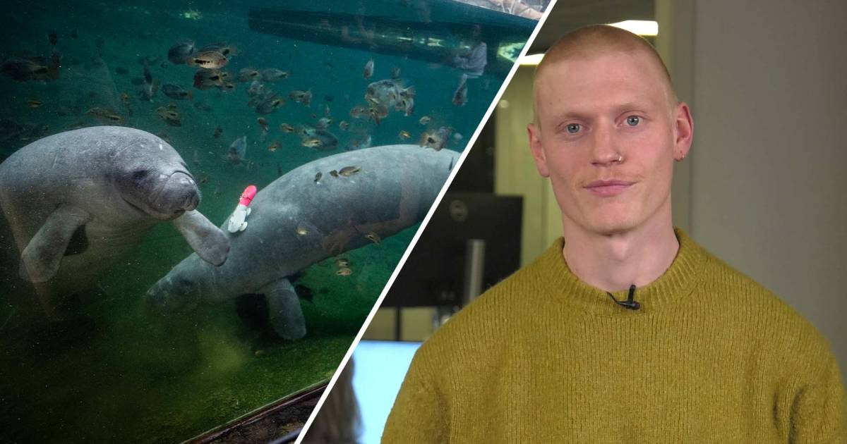 Zeekoeien in Burgers‘ Zoo krijgen dure camera op de rug • Arnhemmer ...