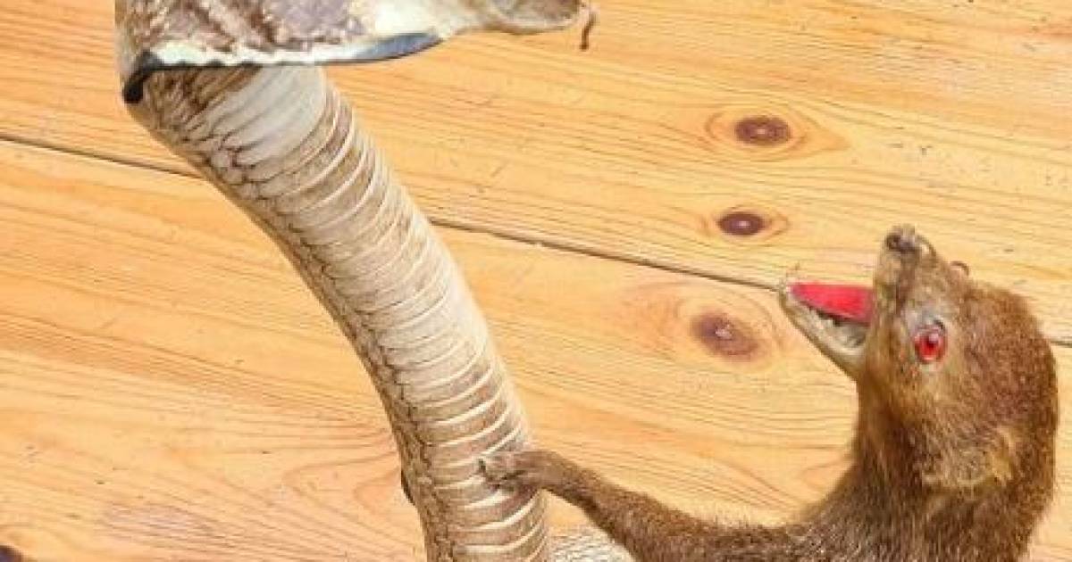 Vier handelaren betrapt op verkoop opgezette beschermde dieren bij ...