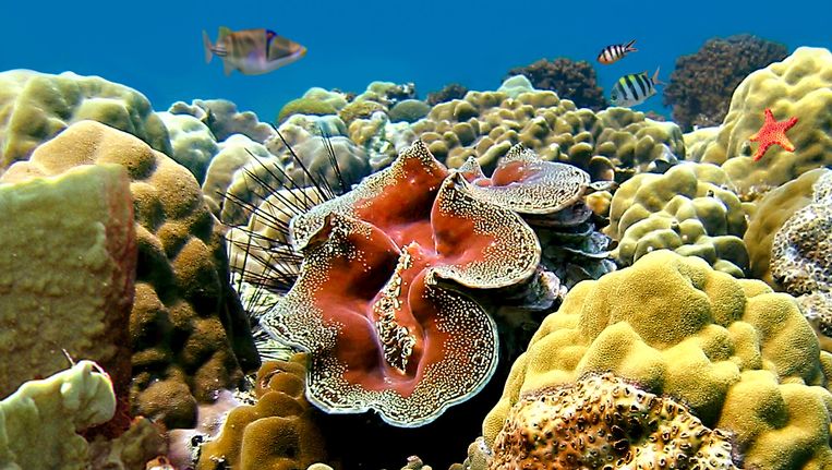 Groot koraalrif ontdekt bij monding Amazonerivier | Trouw