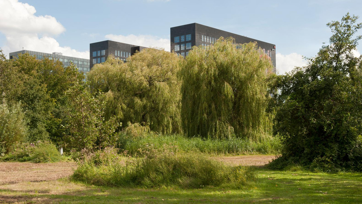 Waar staan de mooiste bomen van de stad? | Het Parool