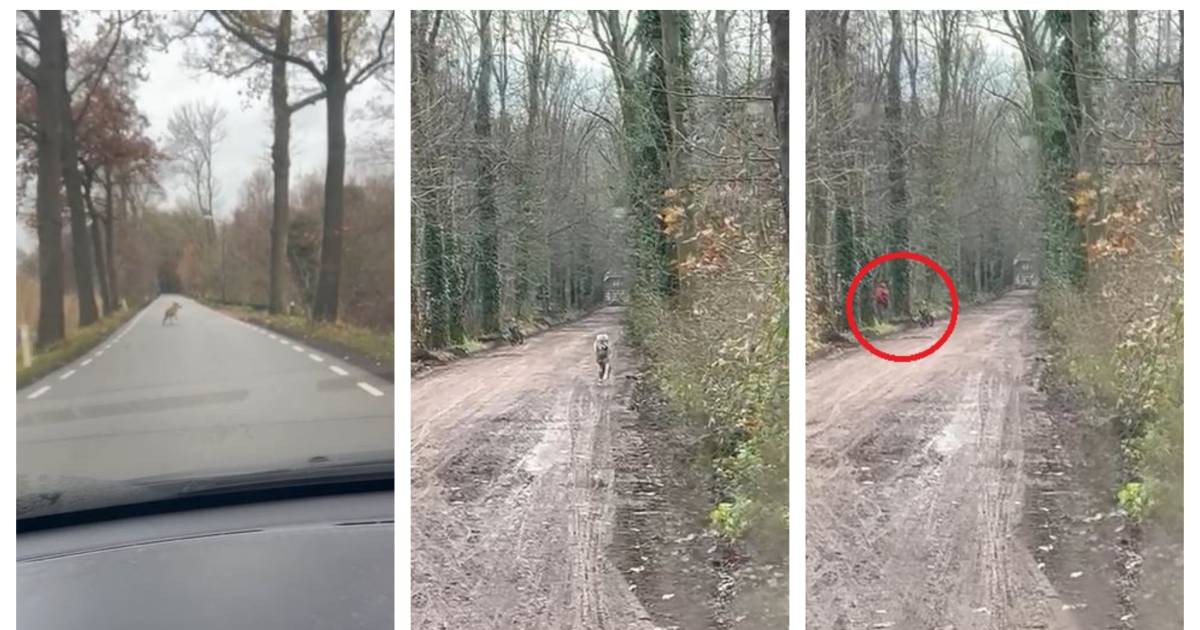 Wildplasser Staat Opeens Oog In Oog Met Wolf ‘dit Kun Je Niet