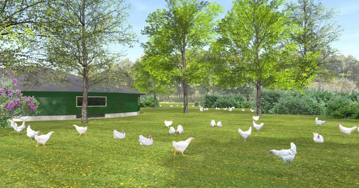 Udense bio-kippenslachterij KemperKip dwarsgezeten door grootslachter ...