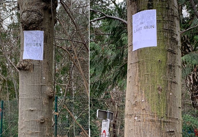 Poëet verzet zich met gedicht tegen bomenkap: “Spaar mij voor vogels en ...