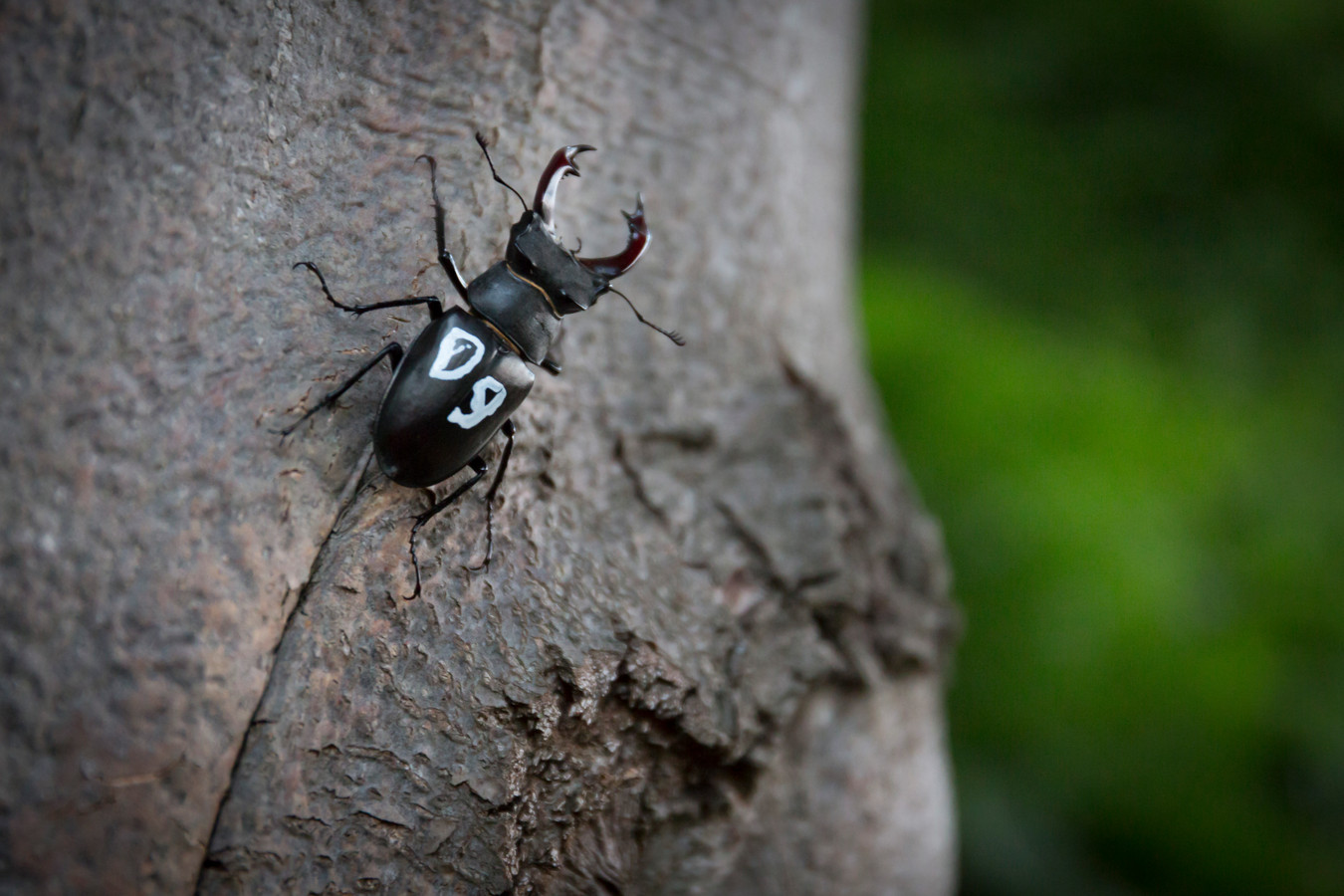 Dit bijzondere insect is nu ook in de stad gespot, verovert het ...