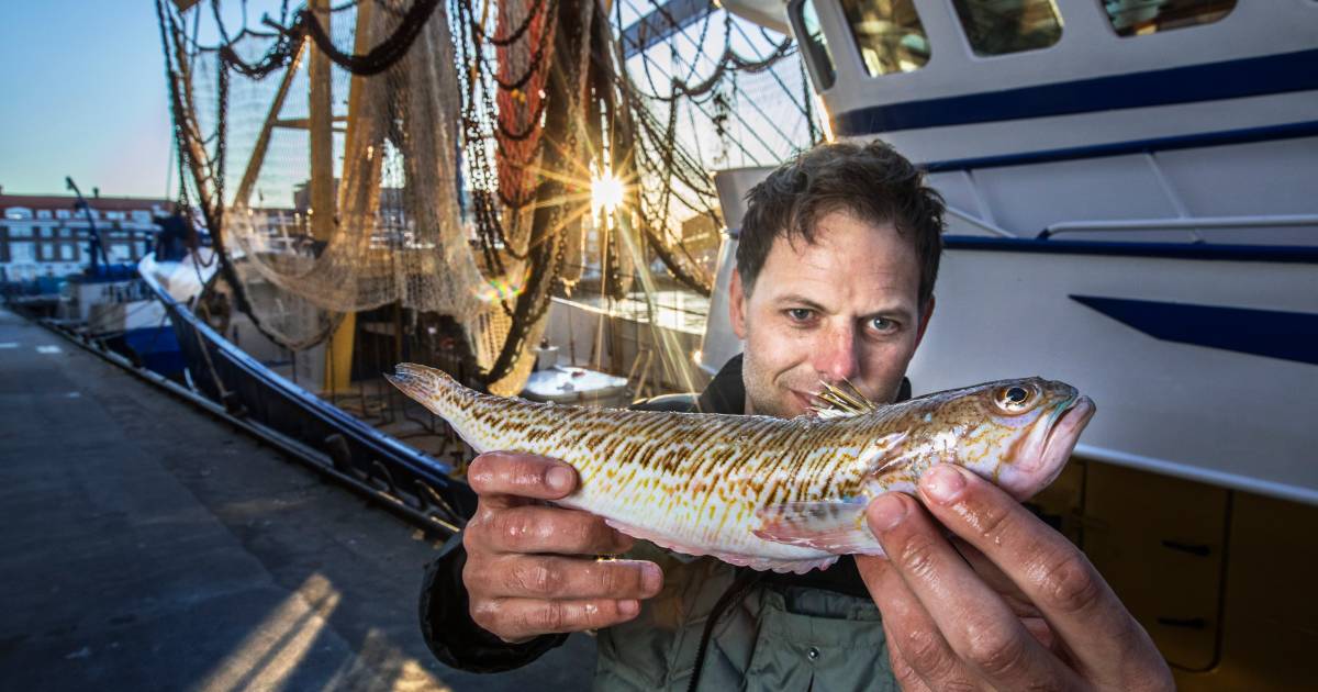 Het Pietermannetje, een gevaarlijk steekvisje, mag vaker op het bord ...