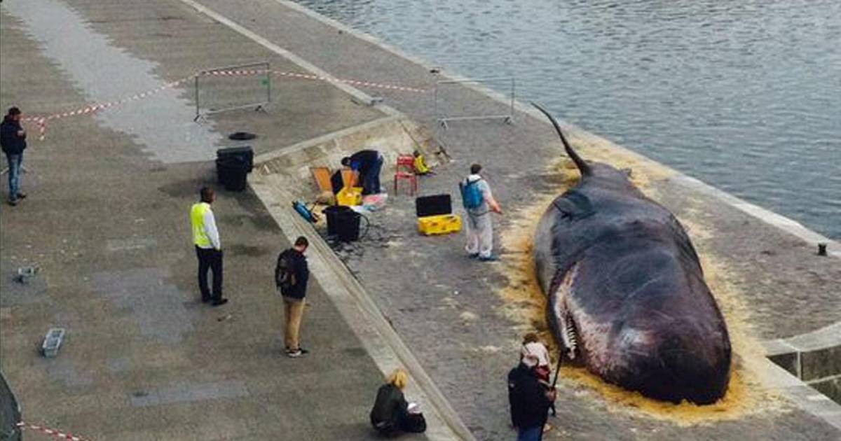 'Potvis' via de Seine aangespoeld in Parijs | Buitenland | hln.be