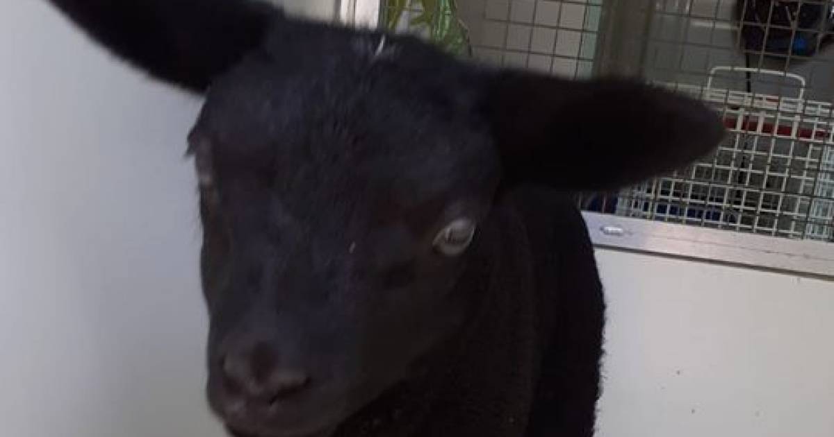 Vier weken jong lammetje gevonden: ‘Was dit het zwarte schaap van de ...