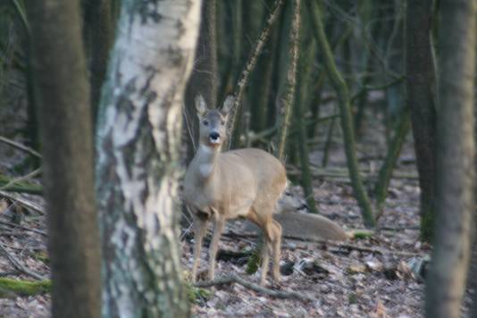 Met het hele gezin speuren naar sporen in het bos | Oosterhout ...