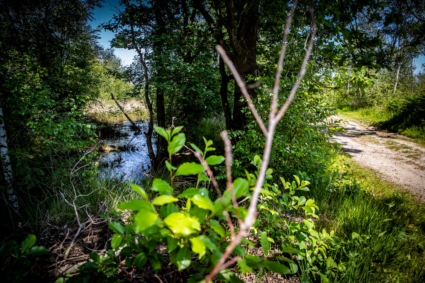 Oppepper nodig voor Deurnese Bult: natuurkwaliteit blijft achter | Foto ...