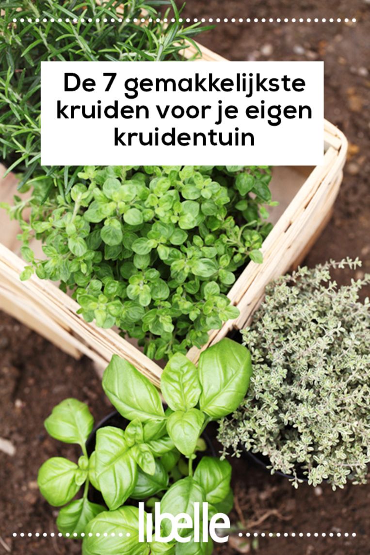 De 7 gemakkelijkste kruiden voor het starten van je eigen kruidentuin