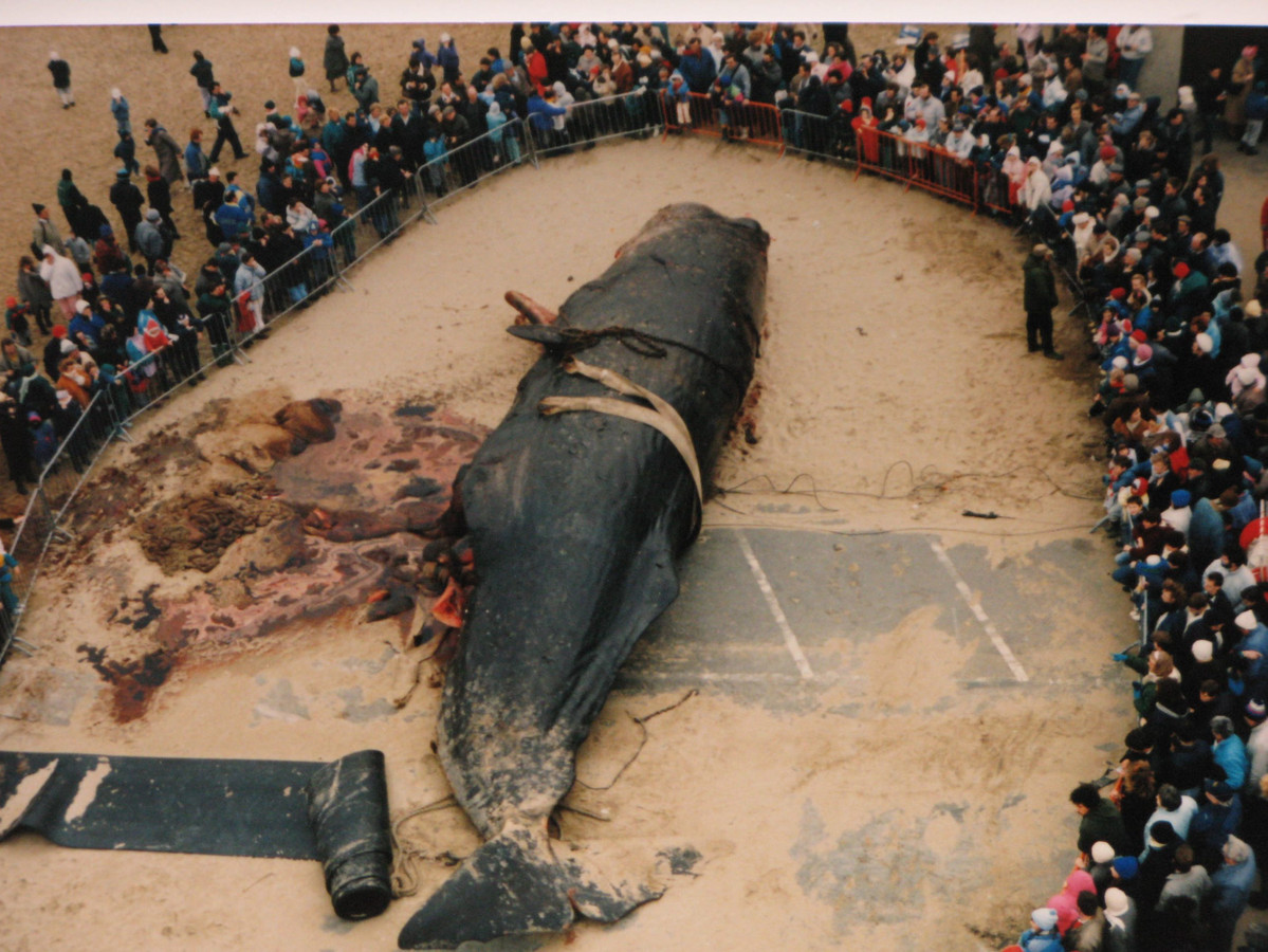 Na 30 jaar maakt UGent skelet van aangespoelde potvis Valentijn, pas in ...