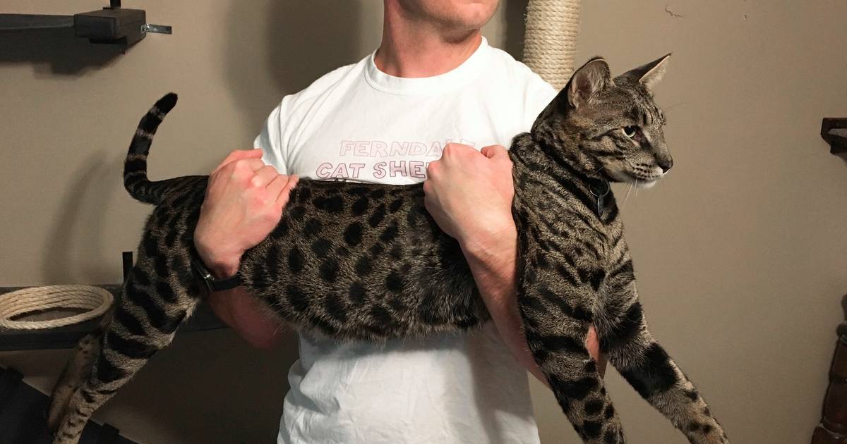 Grootste huiskat en kat met langste staart omgekomen bij brand ...