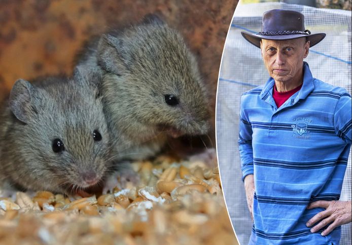 Ze knagen alles kapot en verspreiden ziektes. Zo houd je muizen en ...
