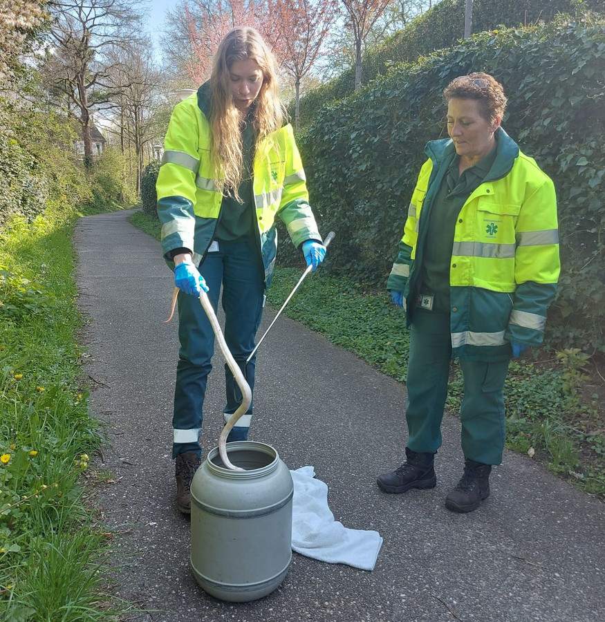 Rode rattenslang kruipt vlakbij school in Rhenen: gevangen door ...