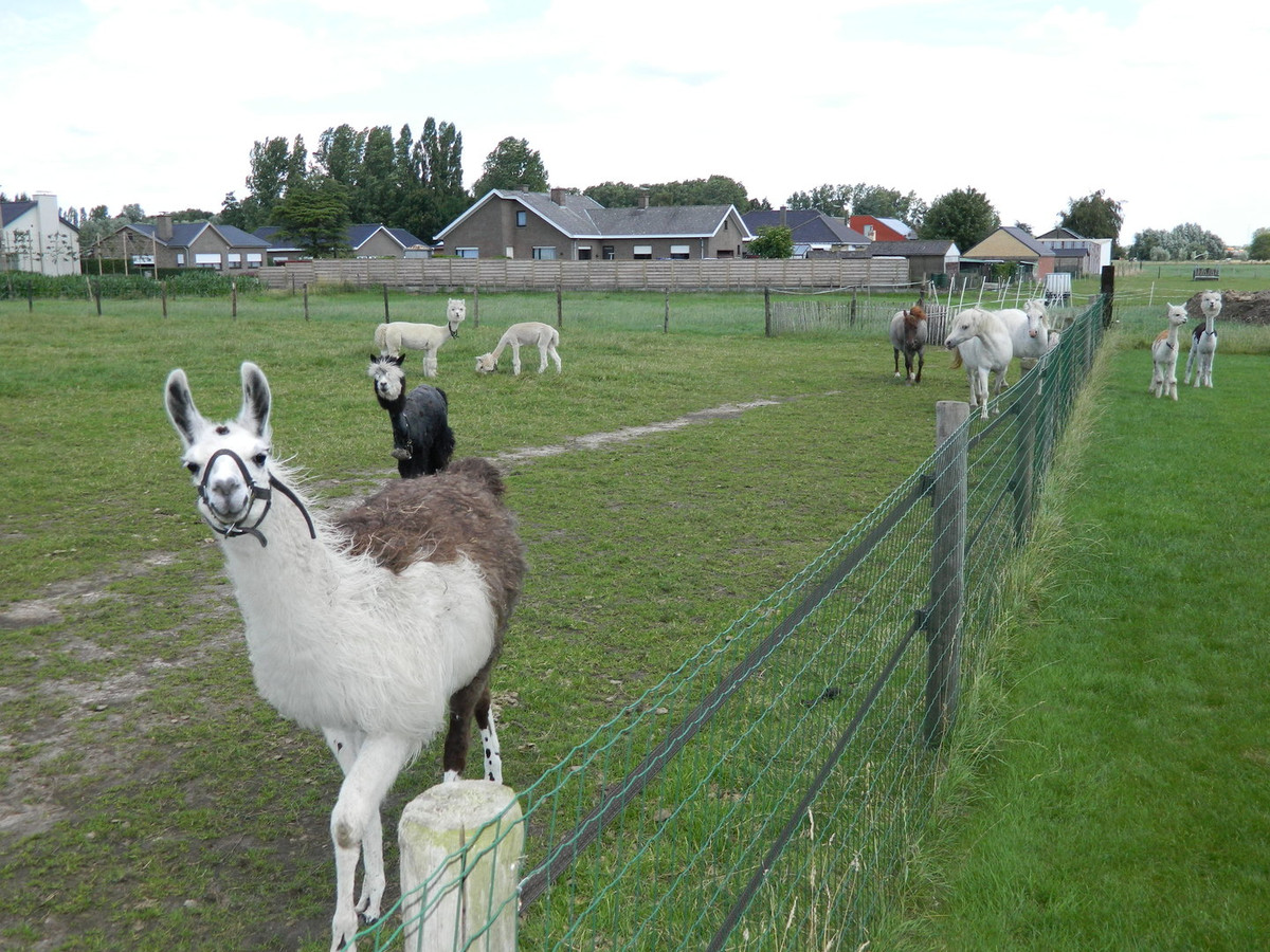Hoevetoerisme op hof Boer Charel | Foto | hln.be