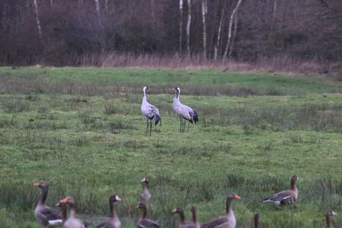 Broedende kraanvogels in Wierdense Veld: Hortmeerweg afgesloten ...