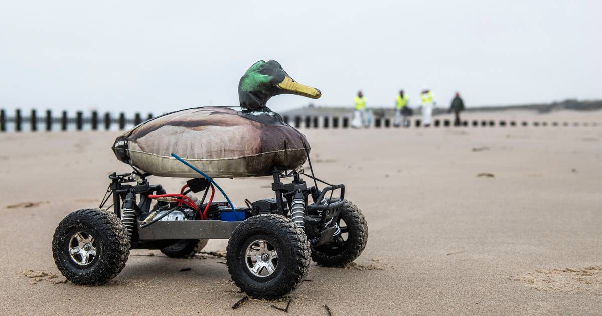 Roboduck is de ster van het strand: een olievogel heeft zo snel ...