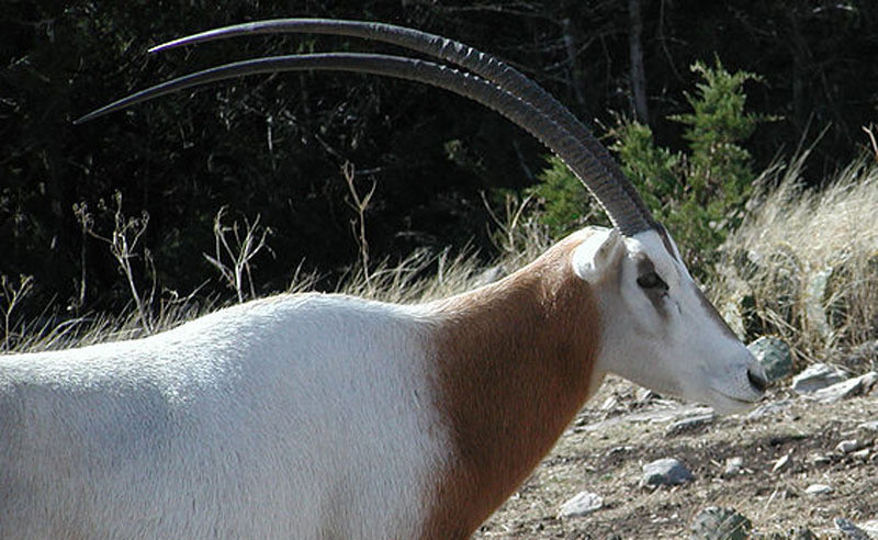 Pasgeboren algazel valt in sloot in Artis | Foto | AD.nl
