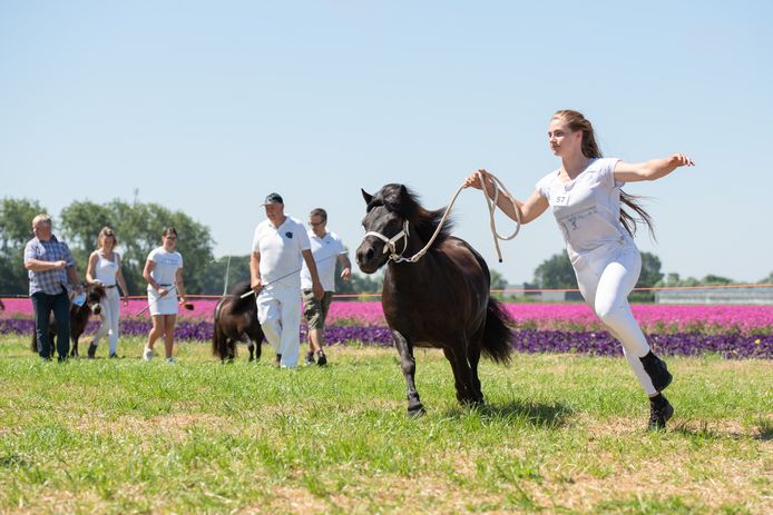 Zeeuwse Dag van het Paard is als Wimbledon: smetteloos wit bij de keuring | Schouwen-Duiveland ...