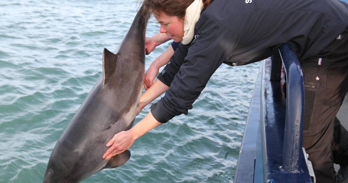 SOS Dolfijn samen met internationale walvishulp | Amersfoort | AD.nl