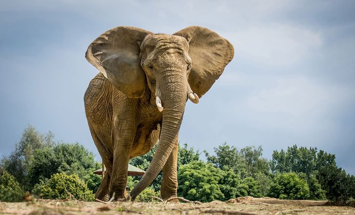 Pakawi Park rouwt om geliefde olifant Jenny (40): “Ze is tenminste niet eenzaam heengegaan ...