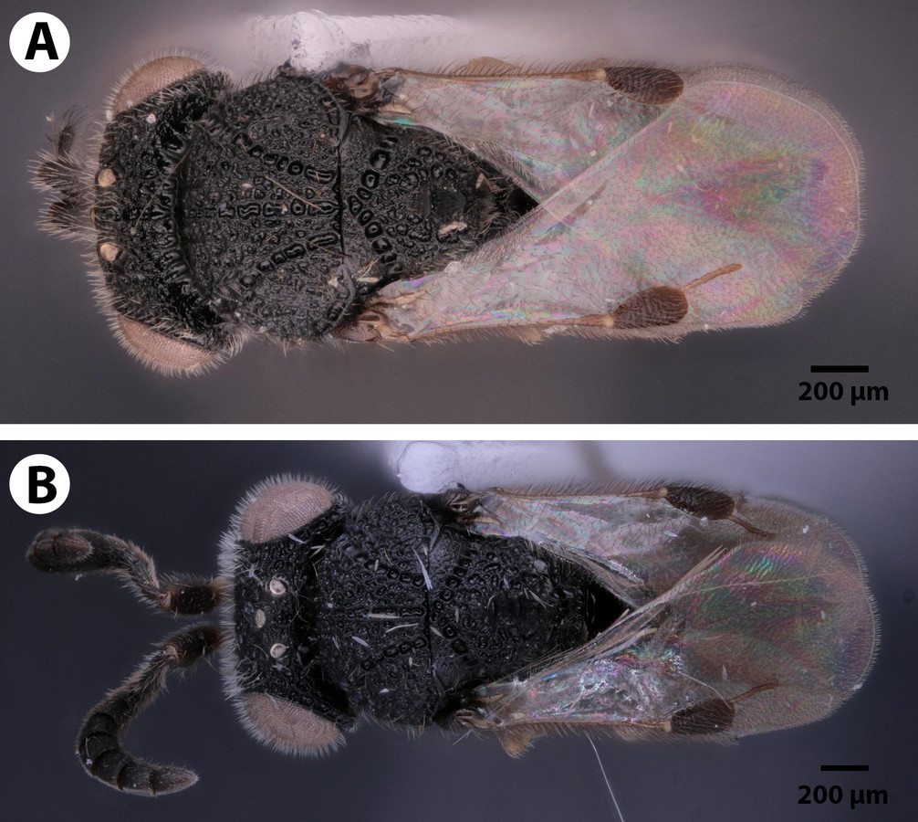 Nieuwe parasitaire wesp boort zichzelf met ‘zaag’ een weg uit het ...