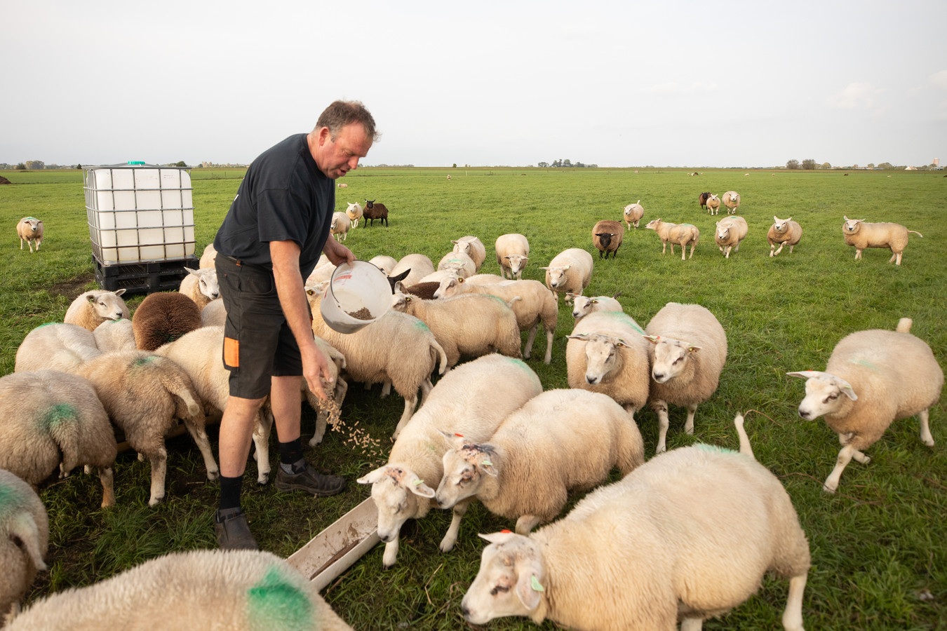NVWA: blauwtong nu ook vastgesteld in Opmeer | Foto | AD.nl
