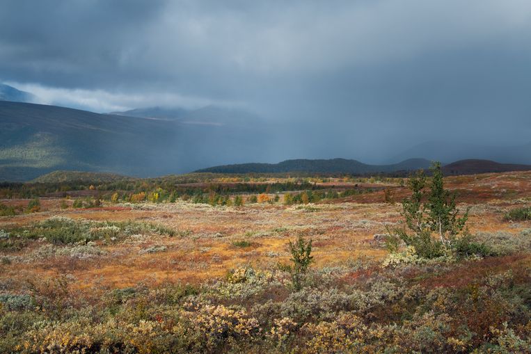 Ook in het land van de Sami-herders wordt het te warm, de toendra ...