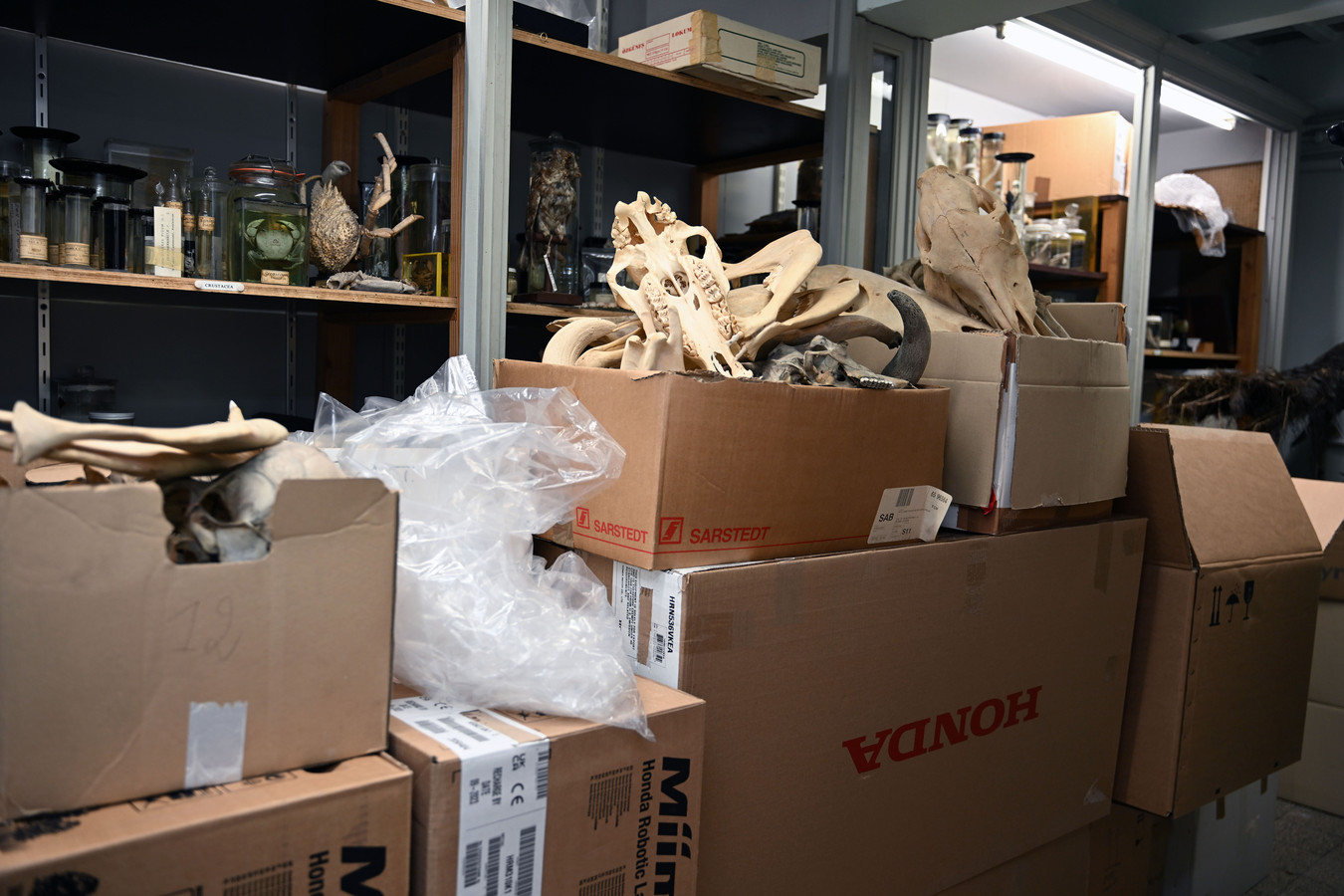 Leuvens ‘kleine, maar fijne’ natuurhistorisch museum gaat een onzekere ...
