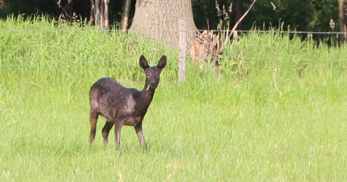 Zwarte ree gespot bij Rekken: ‘Bijzonder, maar laat ’m vooral met rust ...