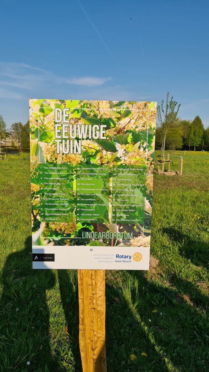 33 verschillende soorten lindebomen in ‘Eeuwige Tuin’ in Aalst: “Een ...