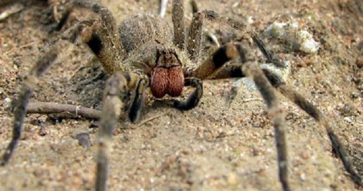 Giftige spin op de loop in Nederland: beet binnen 6 uur dodelijk ...