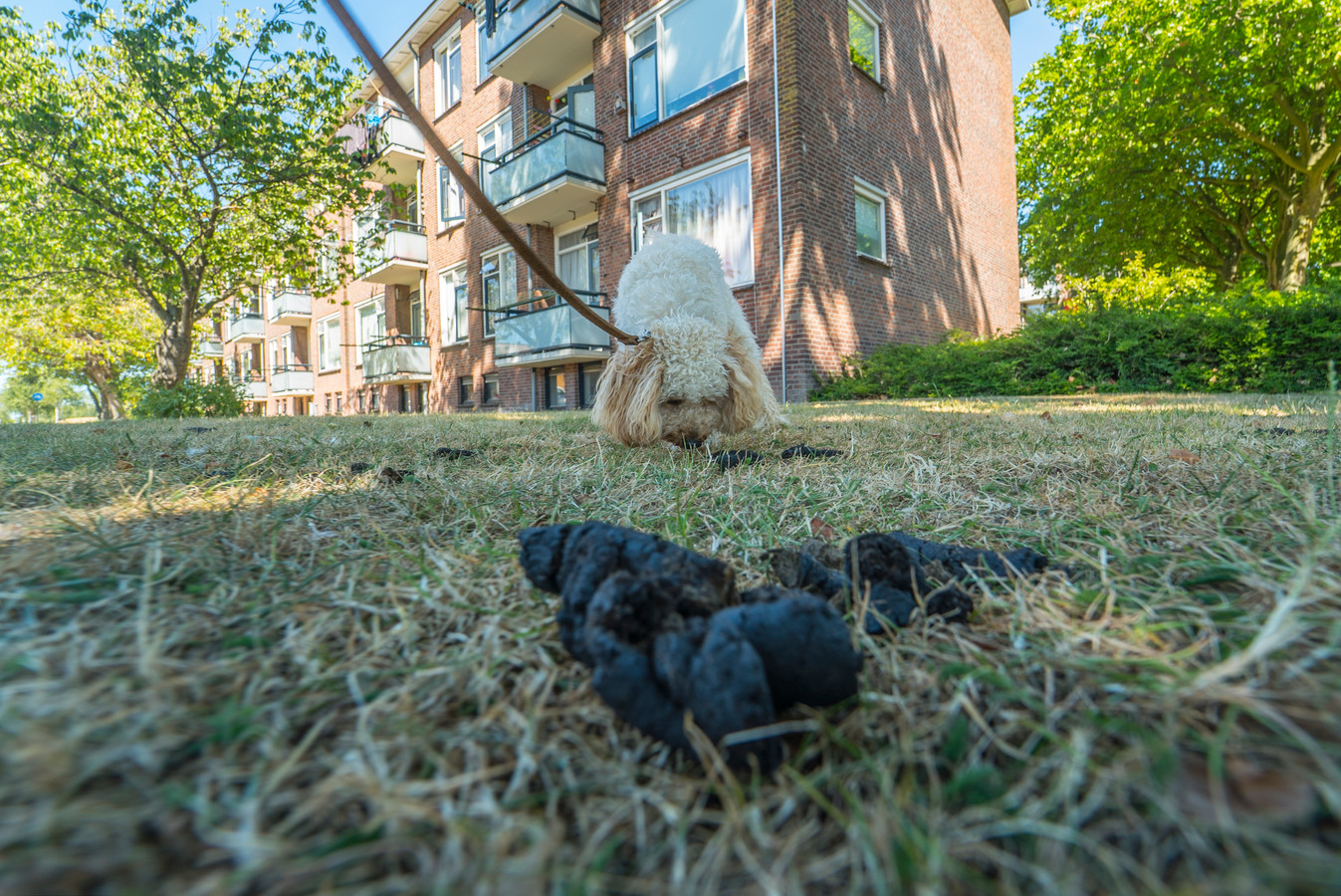 Betaal je weinig of geen hondenbelasting? Grote kans dat er in jouw ...