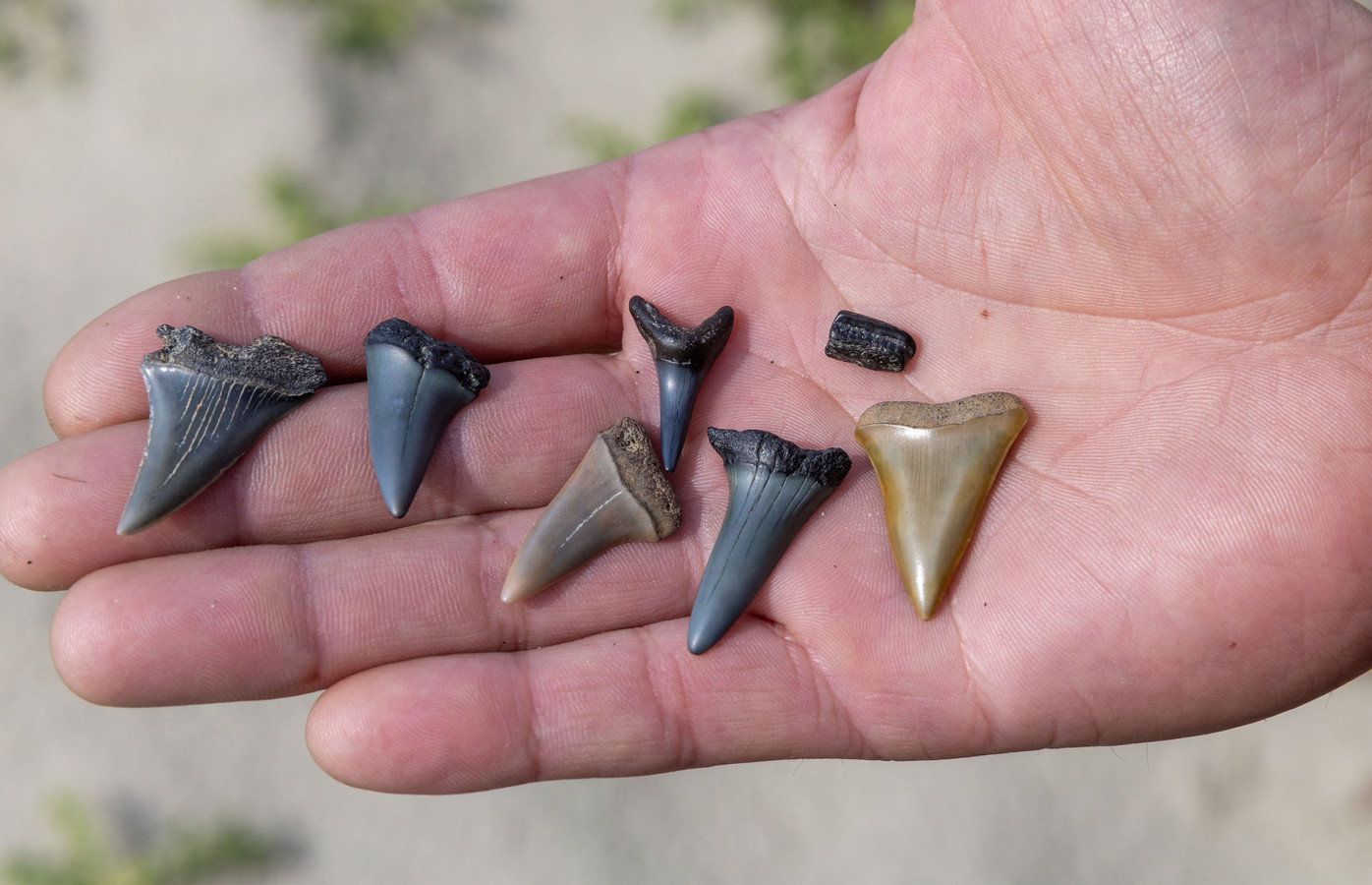 Vijf tips om haaientanden op het strand te vinden (maar let op: het is ...