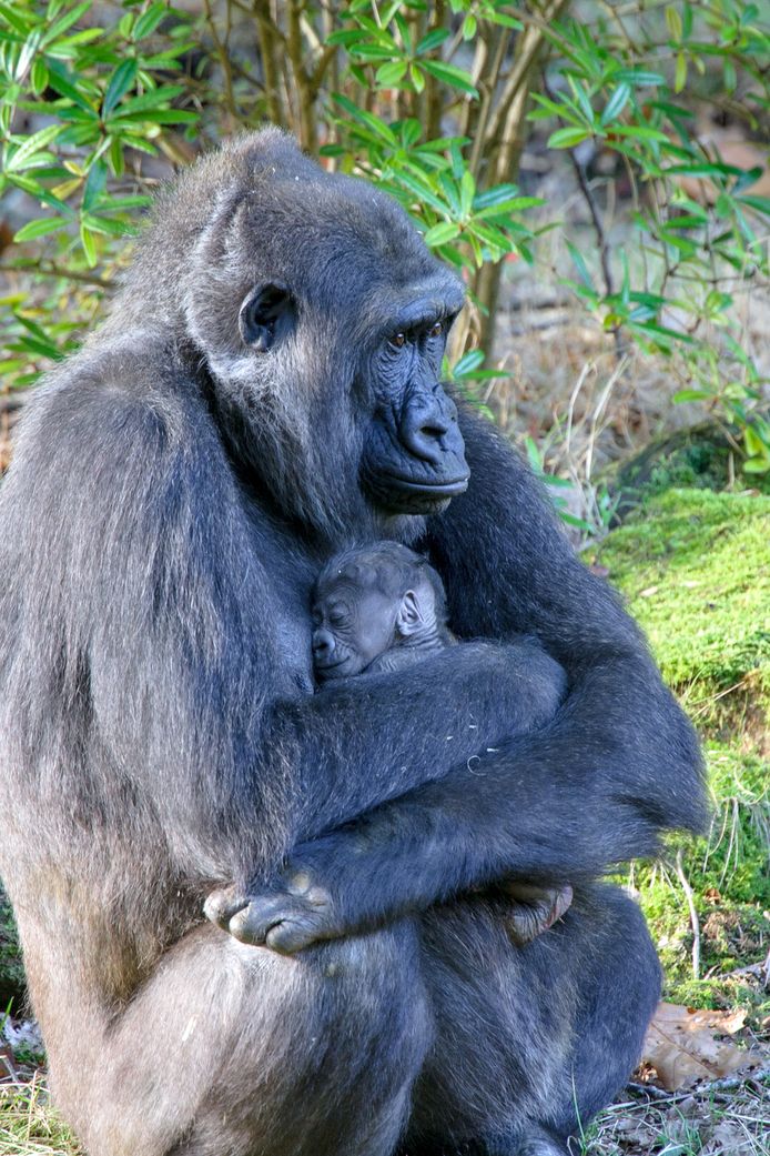 Beschuit met muisjes in Apenheul: na jaren is er weer een gorilla geboren | Instagram | destentor.nl