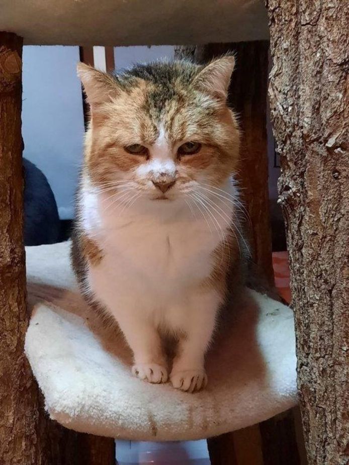 De oudste kat ter wereld komt uit Sluiskil | Home | pzc.nl