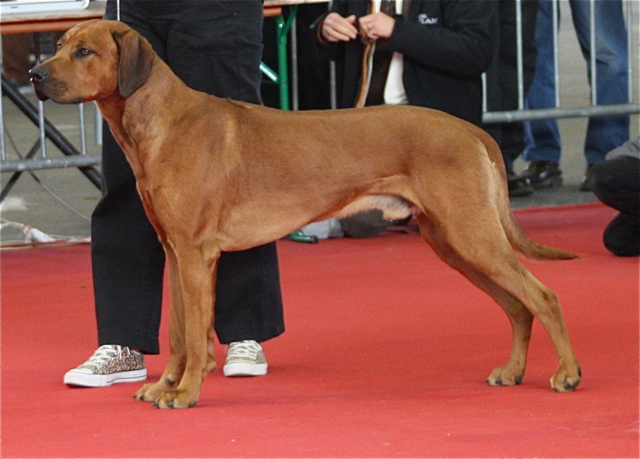 Gewelddadige aanval veranderde alles voor hond Suki: ‘Willen eigenaar ...