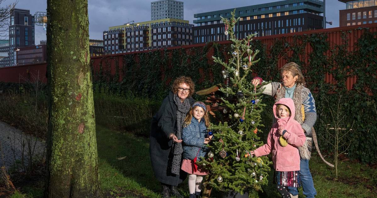 Kerstmis vieren met een misvormde kerstboom? Ook daar zijn liefhebbers ...
