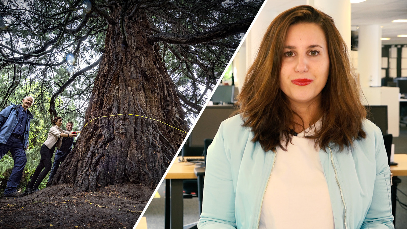 de Stentor Nieuws Update: dikste boom van NL & botsing bij Elburg ...