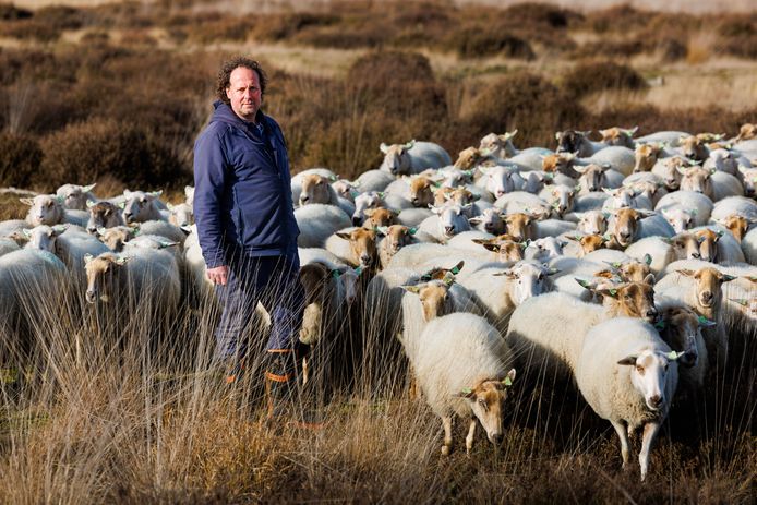 De financiële kant van een kudde schapen: ‘Voor het geld hoef je dit werk niet doen’ | Tilburg e ...