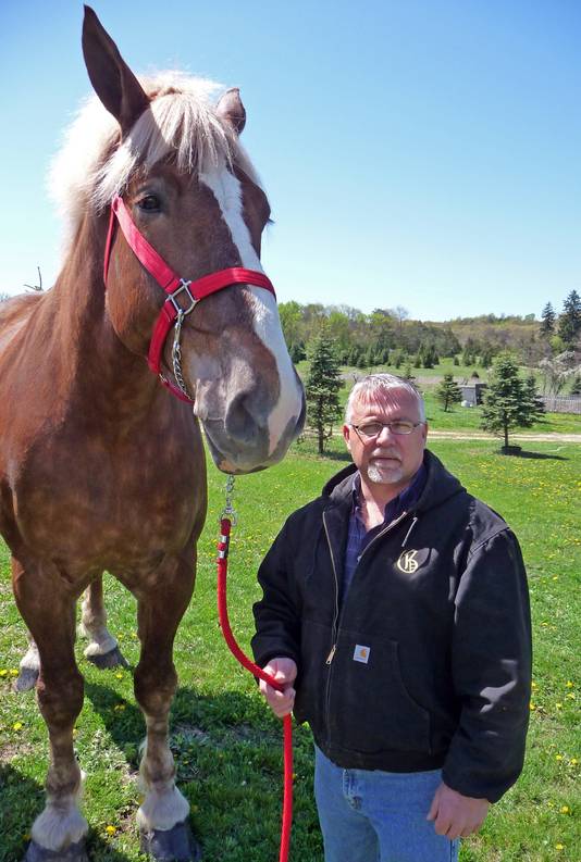 Grootste paard ter wereld is van Belgische afkomst | Dieren | hln.be
